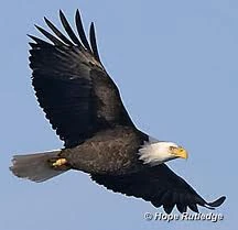 Aglo | Originality Wiki | Fandom