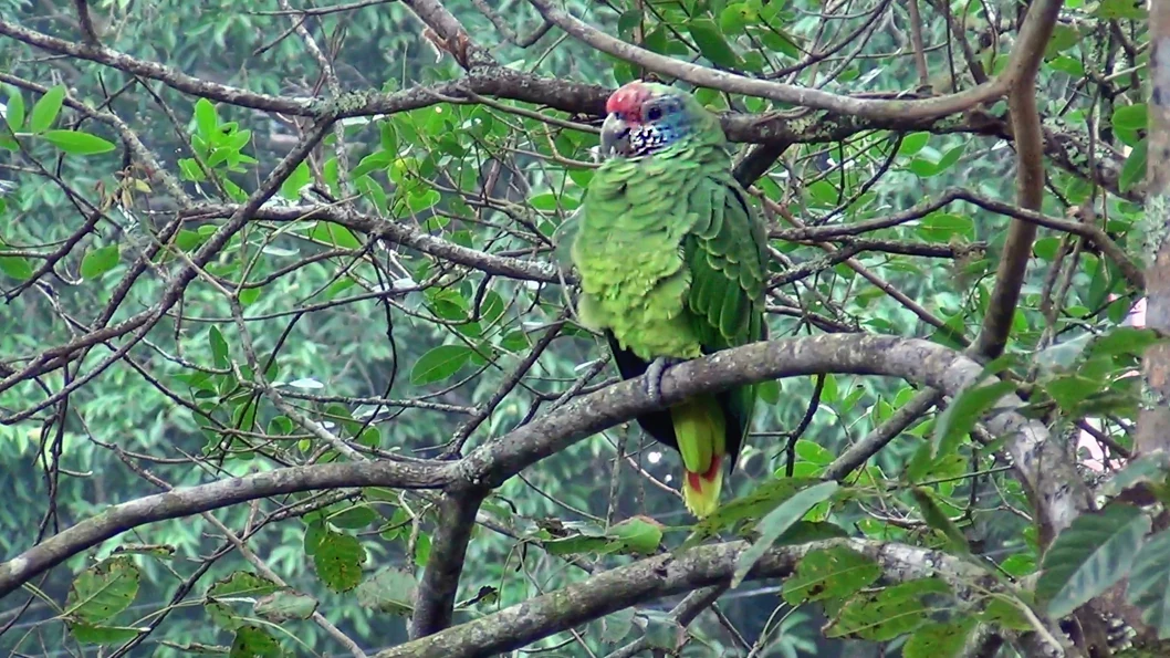 Psittacidae | Ornithos Aves Brasileiras Wiki | Fandom