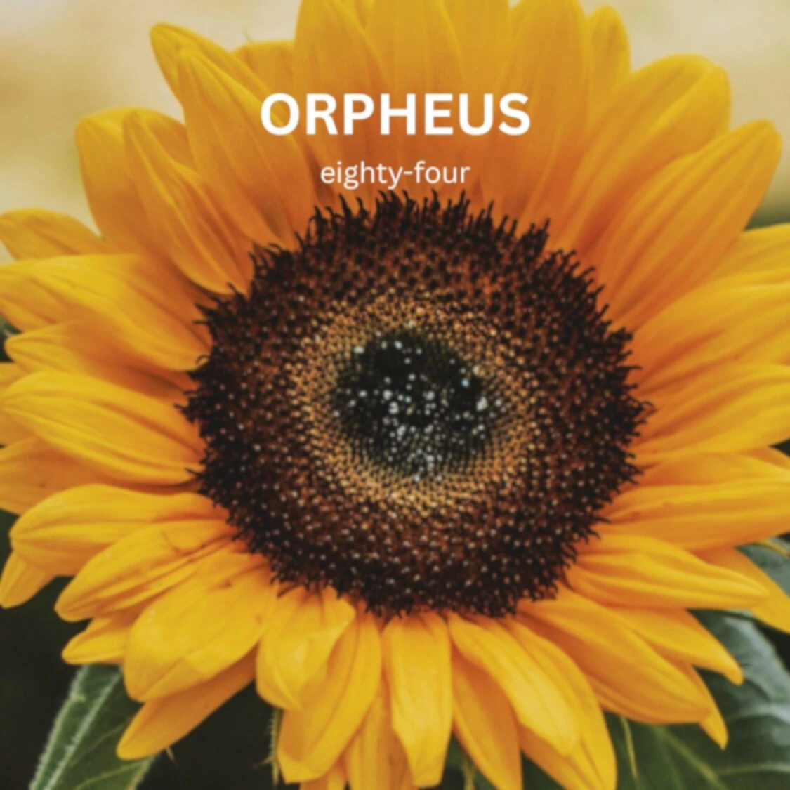 Orpheus Song Contest 84 | Orpheus Song Contest Wiki | Fandom