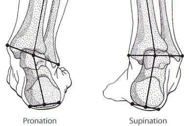 Pronation Anatomy