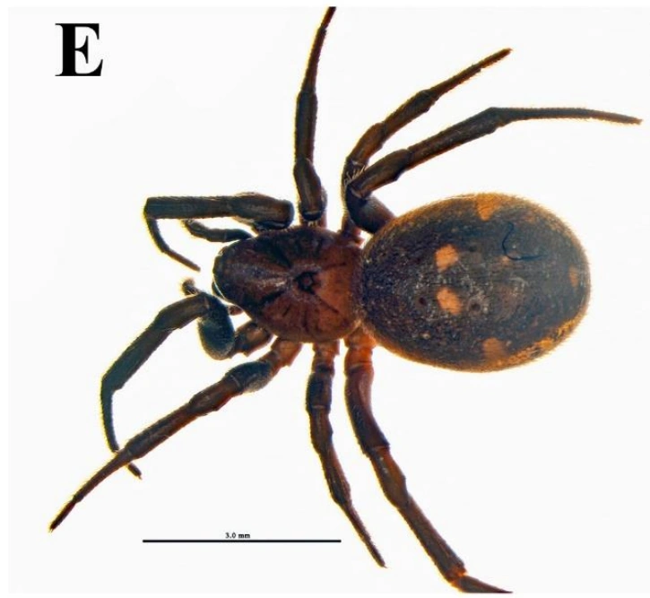 Steatoda dahli | Örümcekler Wikia | Fandom