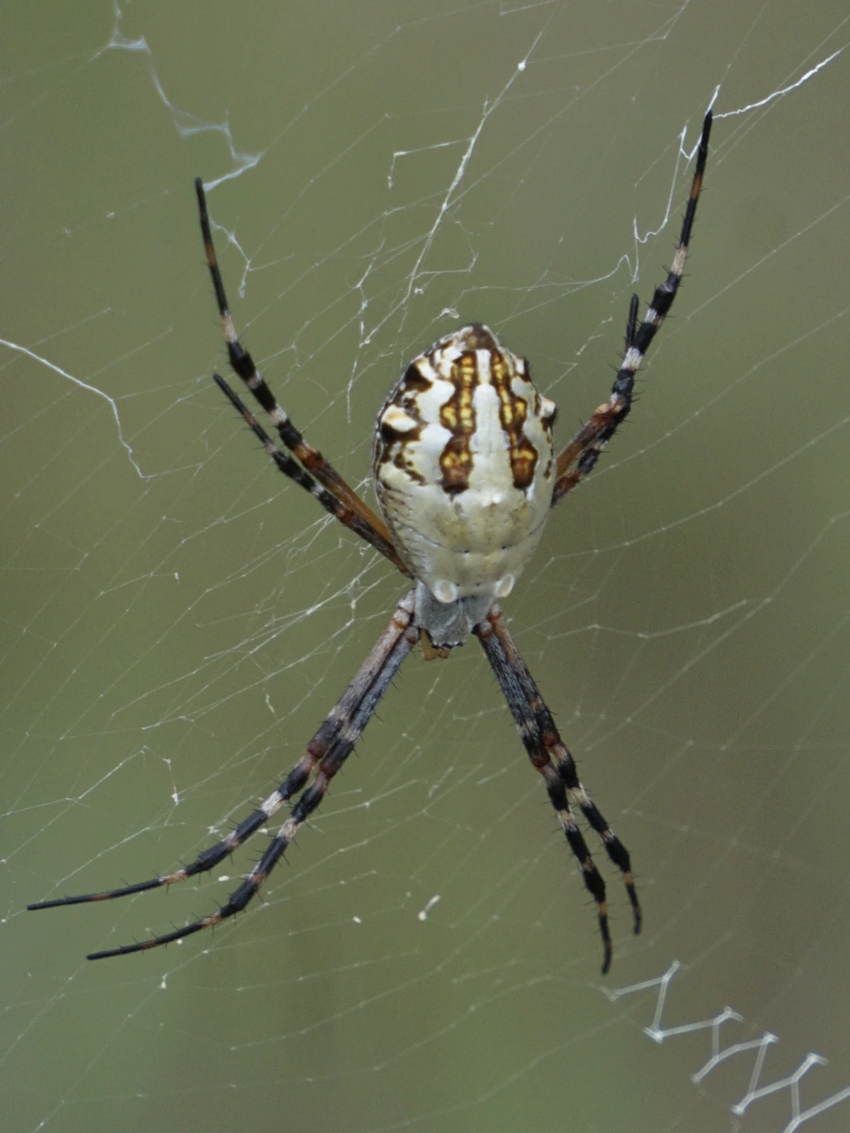 Argiope florida | Örümcekler Wikia | Fandom