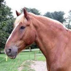 Boxer | Orwell Wiki | Fandom