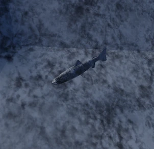 Rock char | Oscar's Spec Evo Wiki | Fandom