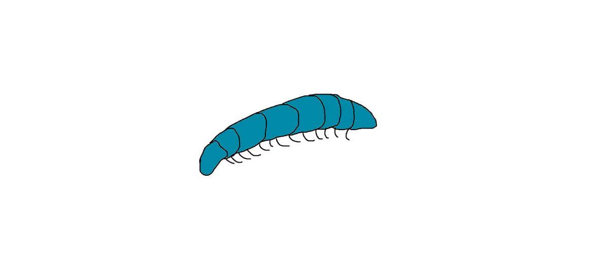 Sea grubs | Oscar's Spec Evo Wiki | Fandom