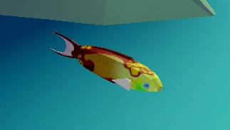 Chinese reef-wrasse | Oscar's Spec Evo Wiki | Fandom