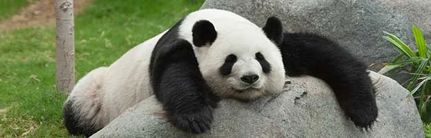 Pandas | Wikia Osos Panda | Fandom