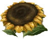 Sunflower | Ostriv Wiki | Fandom