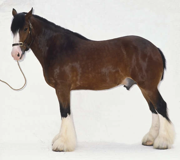 Shire | OtherVerse Wiki | Fandom