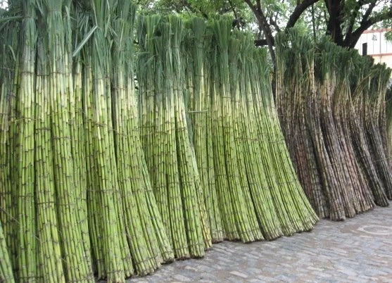 Yuug | Other World Countries Wiki | Fandom