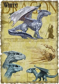 dragon size chart 5e