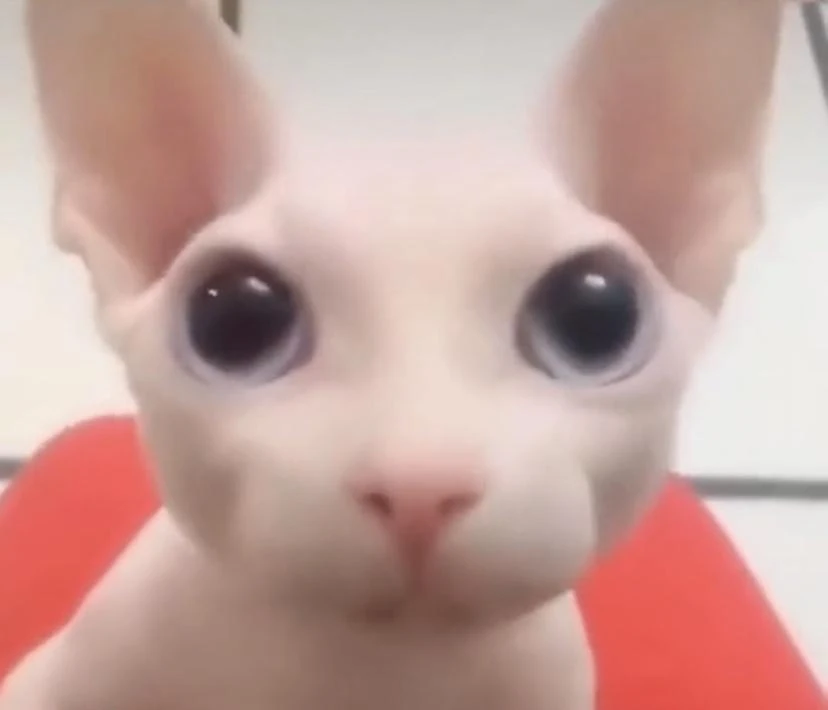 Bingus | Ottoverse Wiki | Fandom