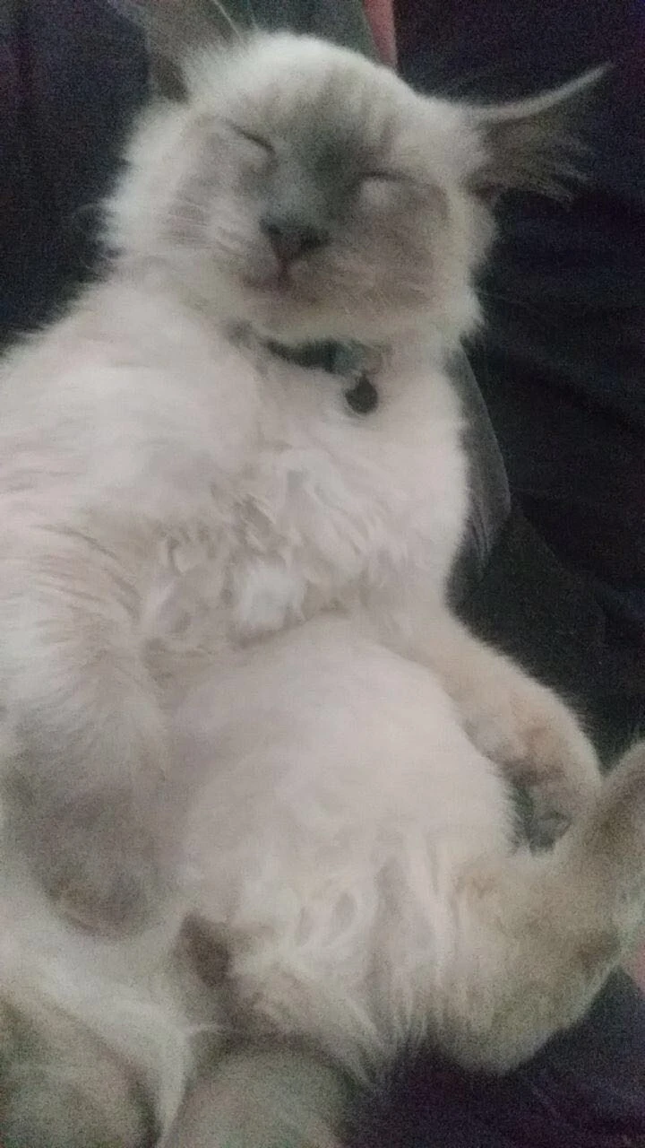 Otto | Ottoverse Wiki | Fandom