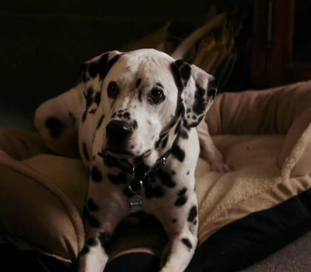 Pongo | Once Upon a Time Wiki | Fandom