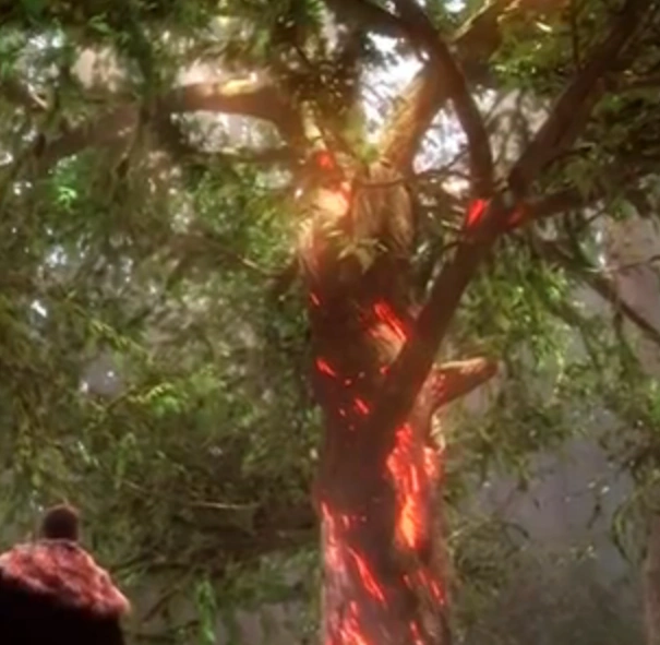 Tree of Wisdom | Once Upon a Time Wiki | Fandom
