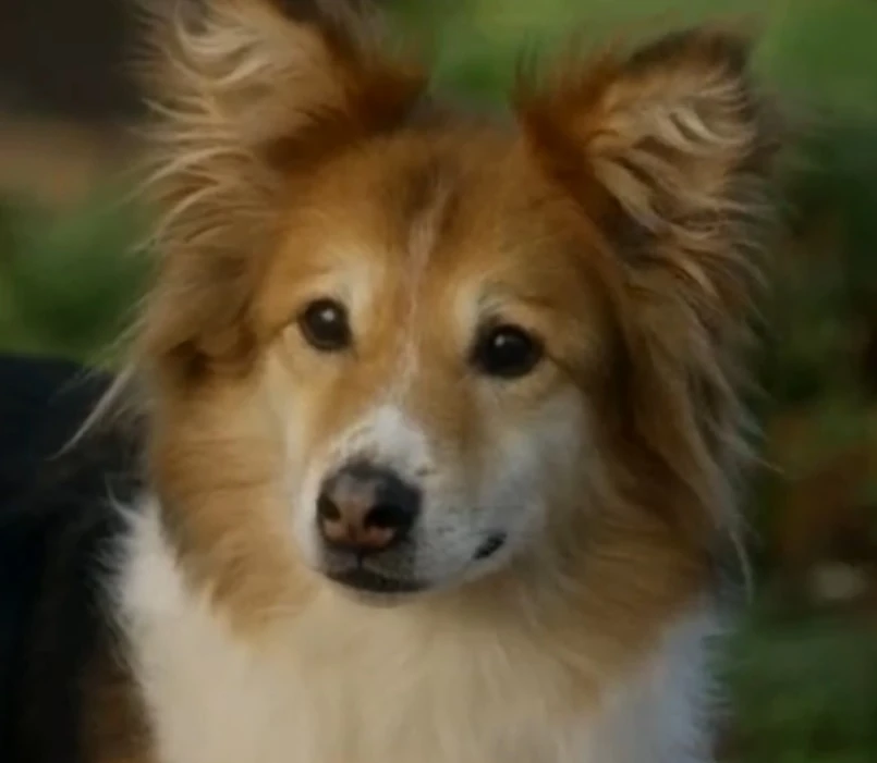 Wilby | Once Upon a Time Wiki | Fandom