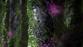 Boro Grove | Once Upon a Time Wiki | Fandom