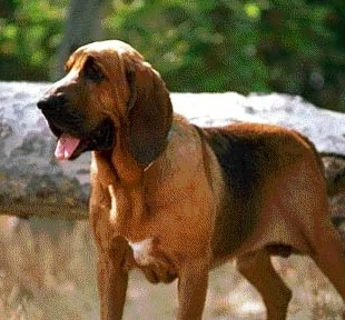 Copper (Dog) | Once Upon a Time Wiki | Fandom