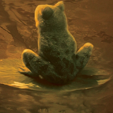 Frog Prince (Canon Tale) | Once Upon A Wiki | Fandom