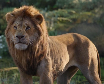 Simba | Once Upon a Time Fanon Wikia | Fandom