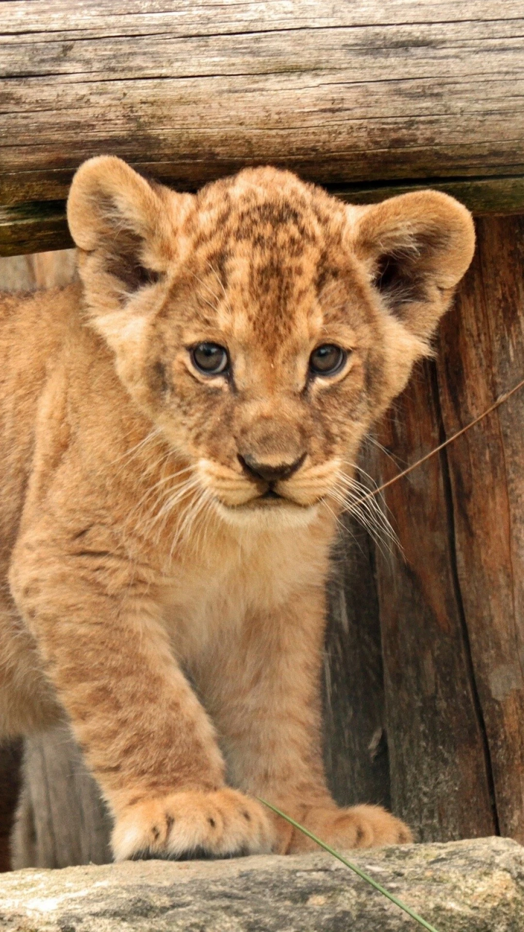 Kion | Once Upon a Time Fanon Wikia | Fandom
