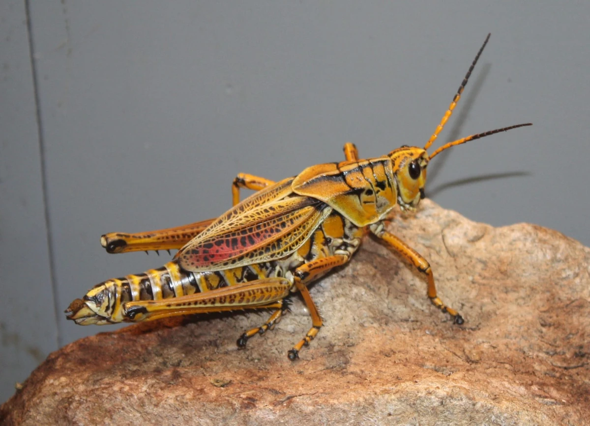 Hopper | Once Upon a Time Fanon Wikia | Fandom