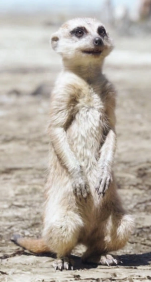 Timon | Once Upon a Time Fanon Wikia | Fandom