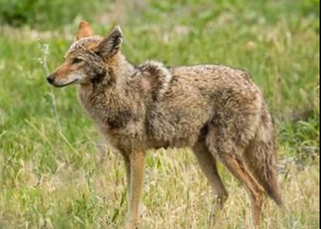 卡塞狼 | 阿米诺斯共和国-Ougehgnog Aminoac Wiki | Fandom