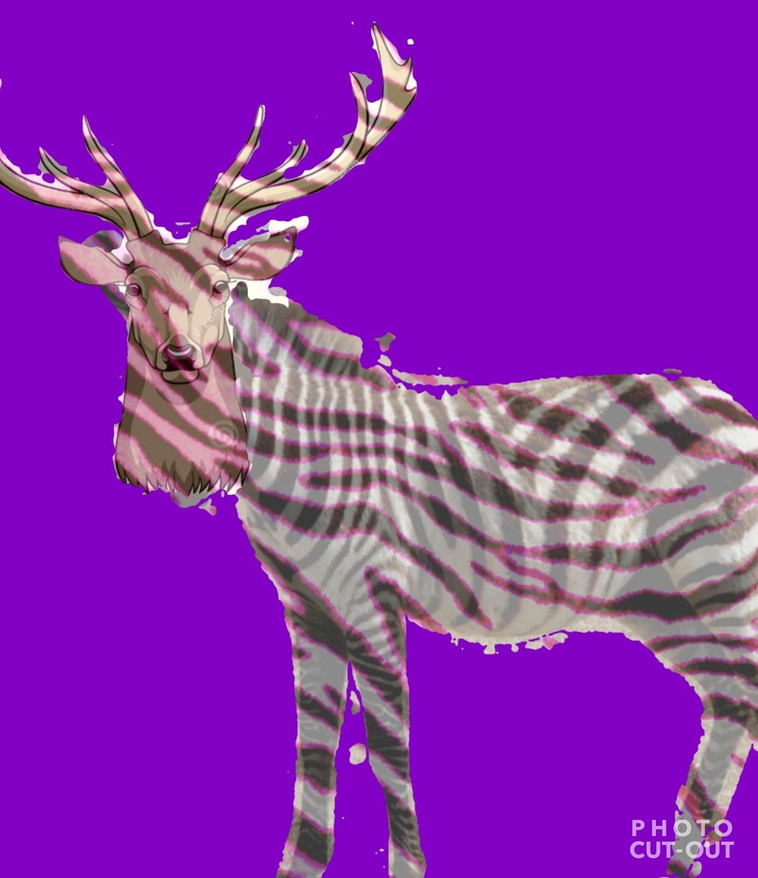 Deerbra