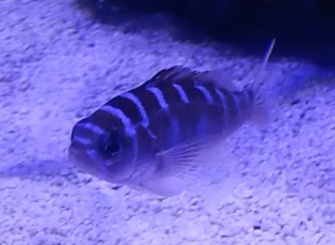 Chalk Bass | Our Universe Wiki | Fandom