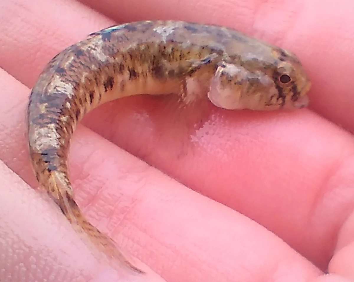 Common Goby | Our Universe Wiki | Fandom