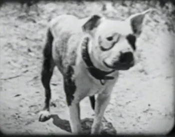 Pansy | Our Gang Wikia Wiki | Fandom