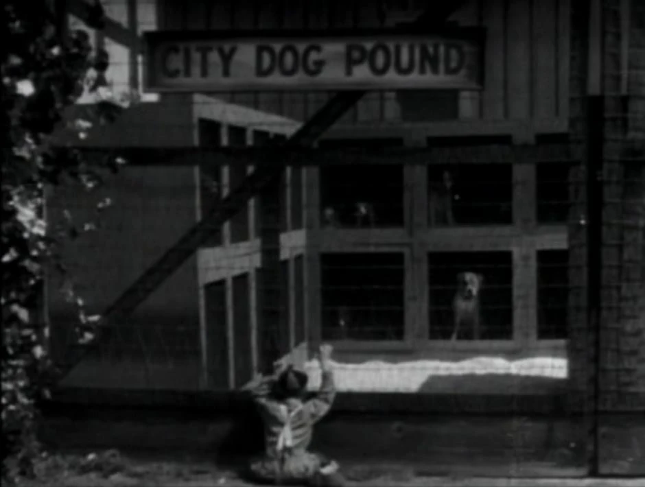 Greenpoint Dog Pound | Our Gang Wikia Wiki | Fandom