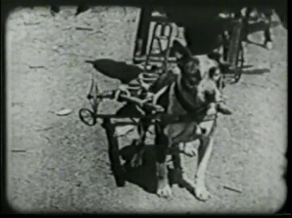 Bill (dog) | Our Gang Wikia Wiki | Fandom