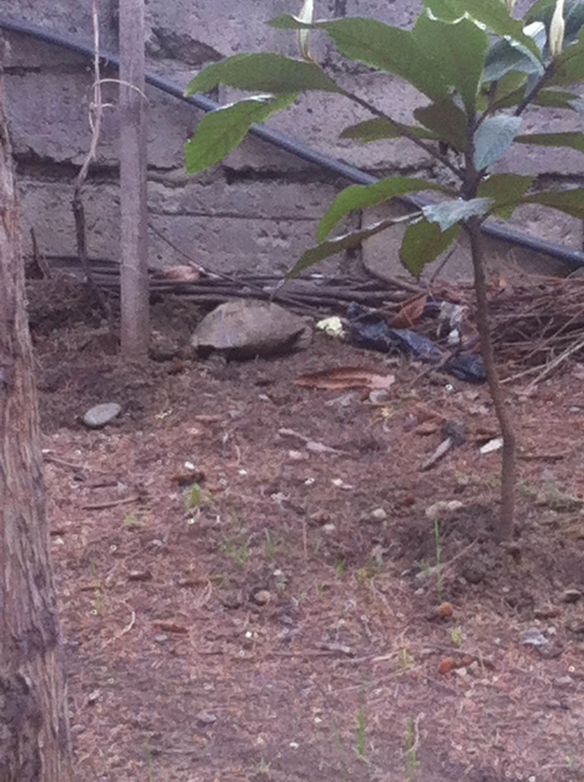 Kuchuna | Ouryard Wiki | Fandom