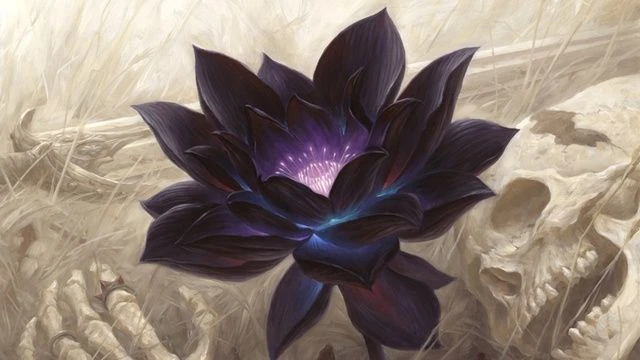 Midnight Bloom | Oustomiaworld Wikia | Fandom