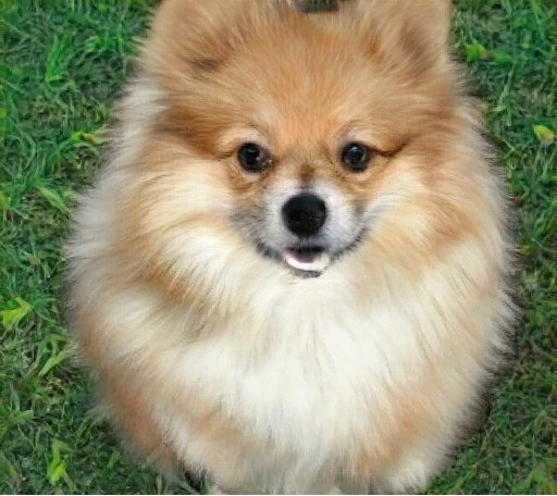 Coconut | Wiki Outbreak-Vallimorth | Fandom