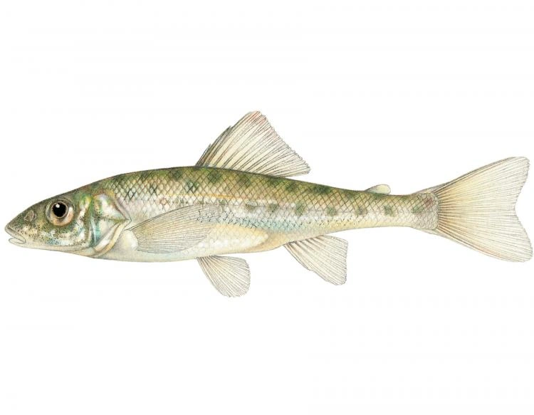 Trout-Perch | Outdoorsatitsbest Wiki | Fandom