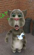 Talking Tom Cat (2010)/Gallery | Talking Tom & Friends Wiki | Fandom