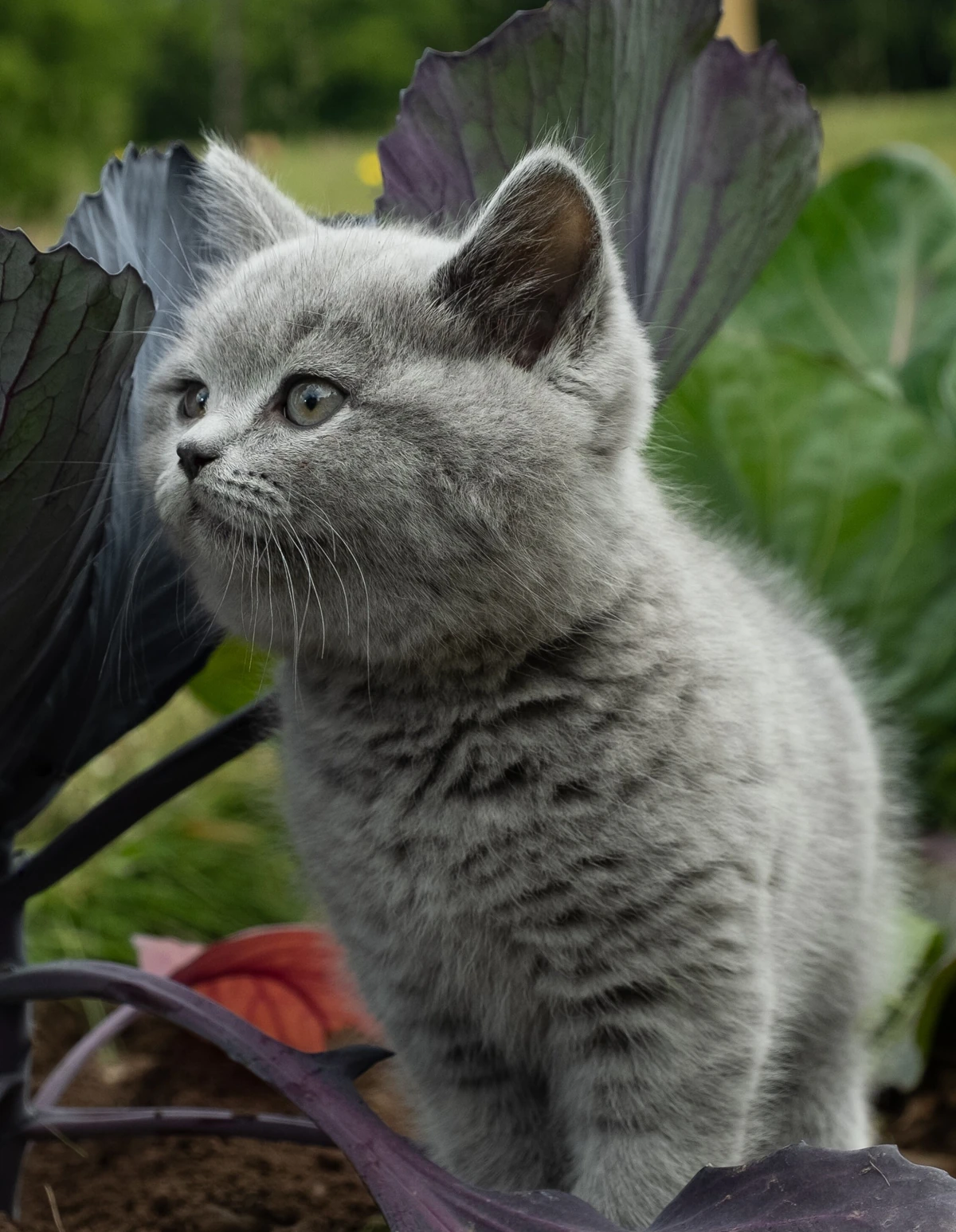 Adso | Outlander Wiki | Fandom