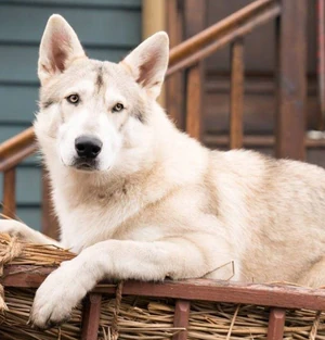 Rollo | Forastera/Outlander Wiki | Fandom