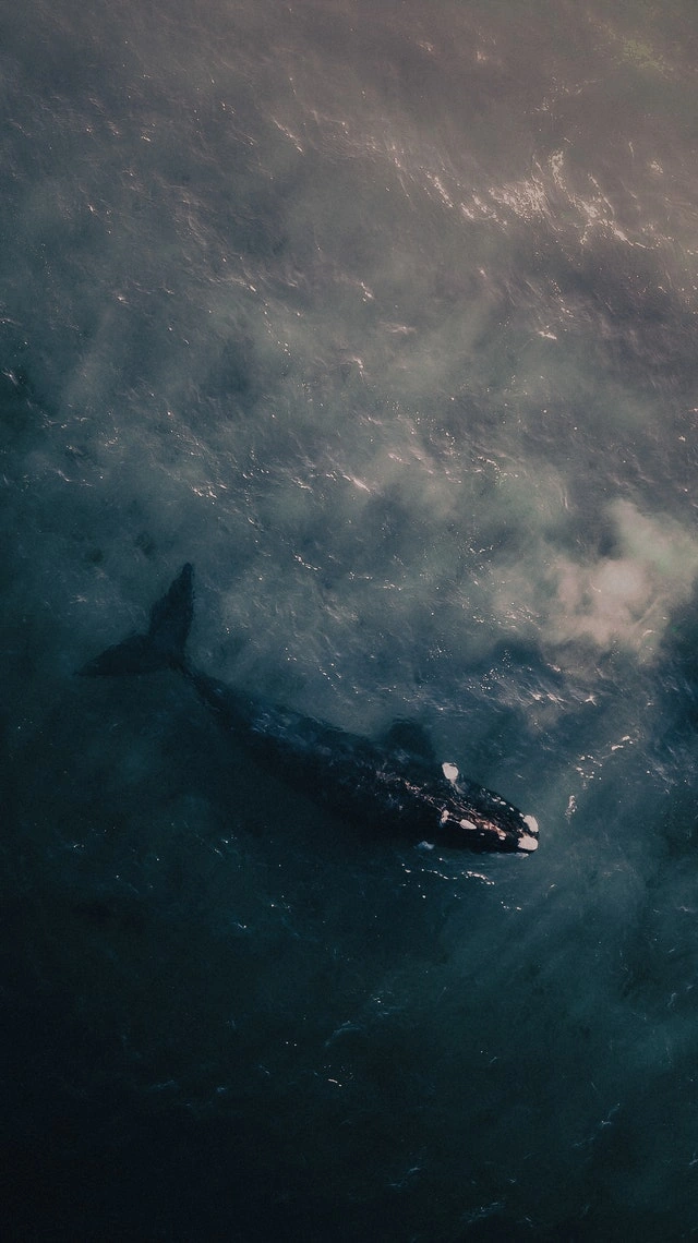 Orcinus ORCA Land of the Dead | Outrooms Wiki | Fandom