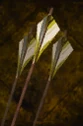 Palladium Arrow - Official Outward Wiki