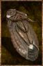 Insect Husk - Official Outward Wiki