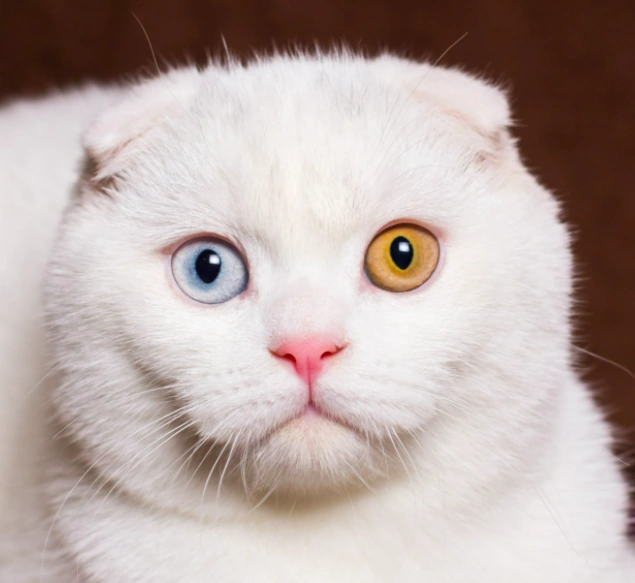 Omi | OweNcord Wiki | Fandom