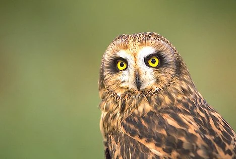 Category:All Pages | Owl Wiki | Fandom