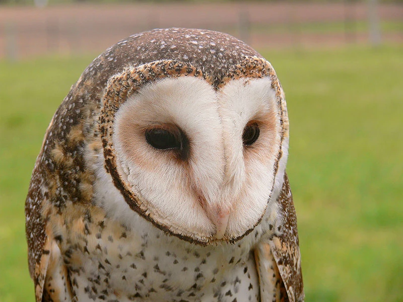 Category:Masked Owls | Owl Wiki | Fandom