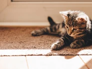 Category:Wallpapers | OwO Bot Wiki | Fandom