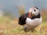 Category:Wallpapers | OwO Bot Wiki | Fandom