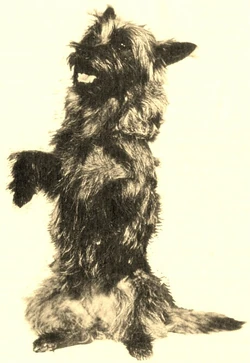 Terry | Oz Wiki | Fandom